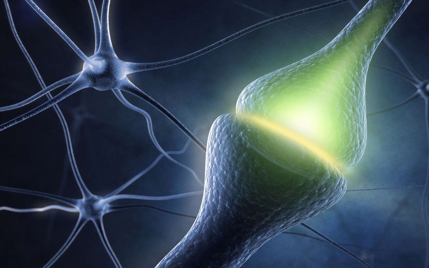 Les synapses Neuroapprentissages